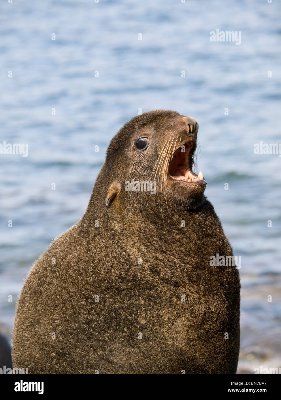 Portrait of a Northern Fur Seal bull, St. Paul Island, Alaska, Summer ...