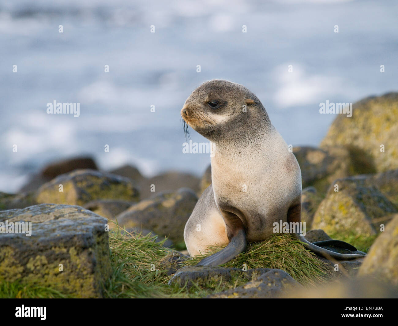 Juvenile fur seal hi-res stock photography and images - Alamy