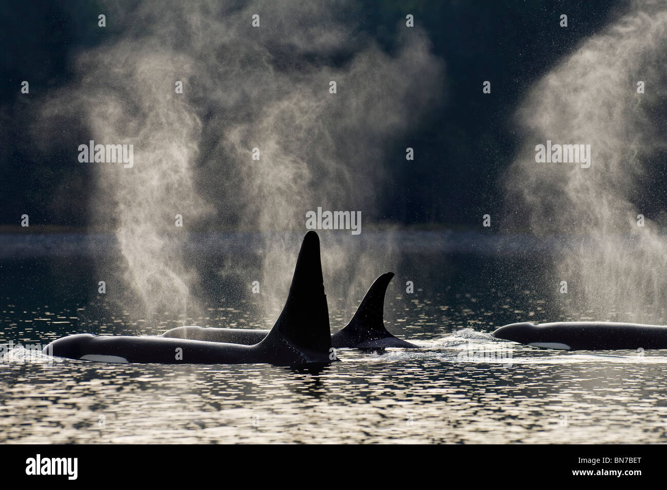COMPOSITE: Orca Whales surface along a forested shoreline, Inside ...