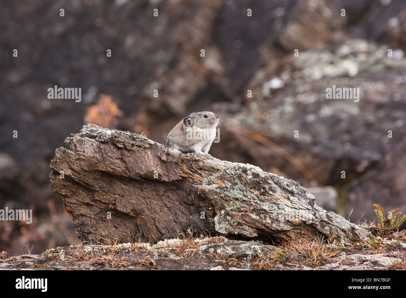 Collard pika hi-res stock photography and images - Alamy