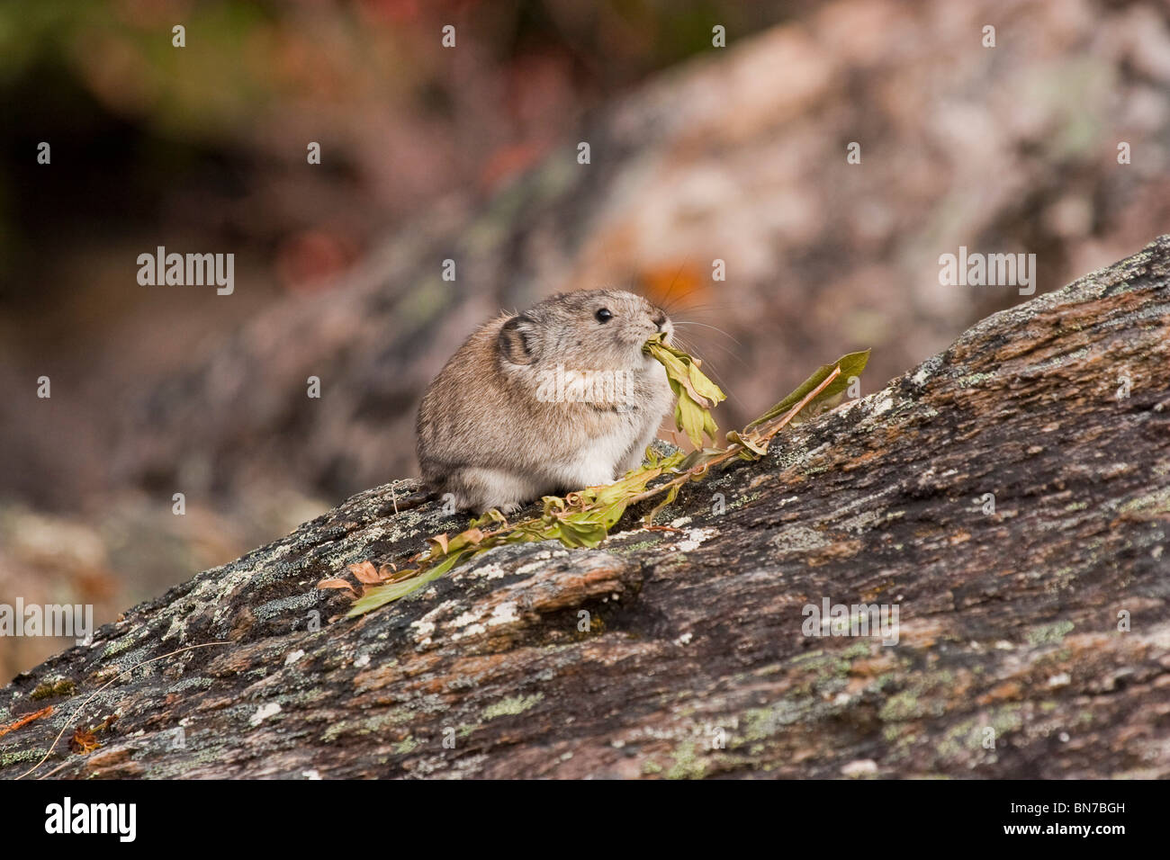 Collard pika hi-res stock photography and images - Alamy