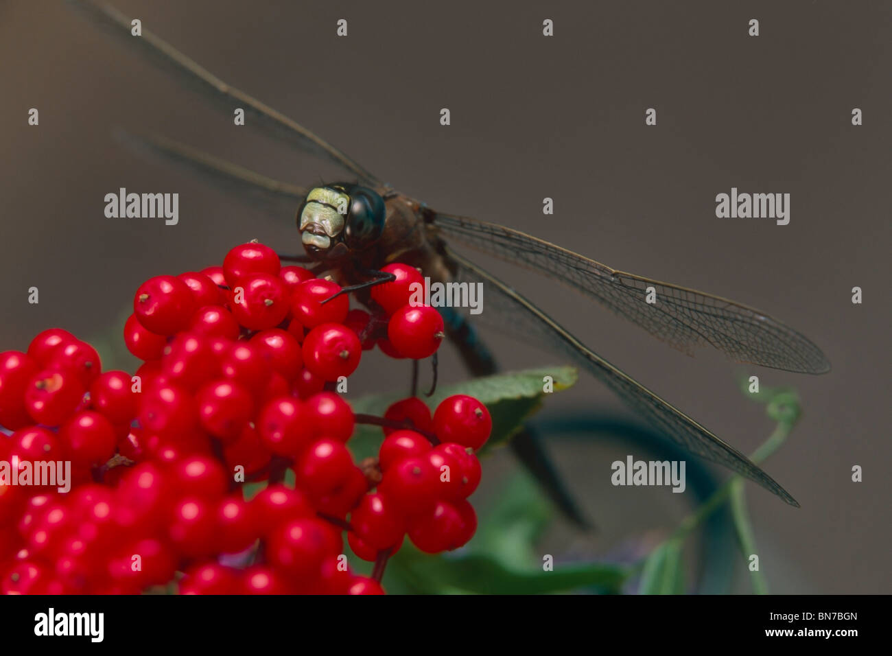 Close up of Dragonfly on Plant Alaska Stock Photo - Alamy