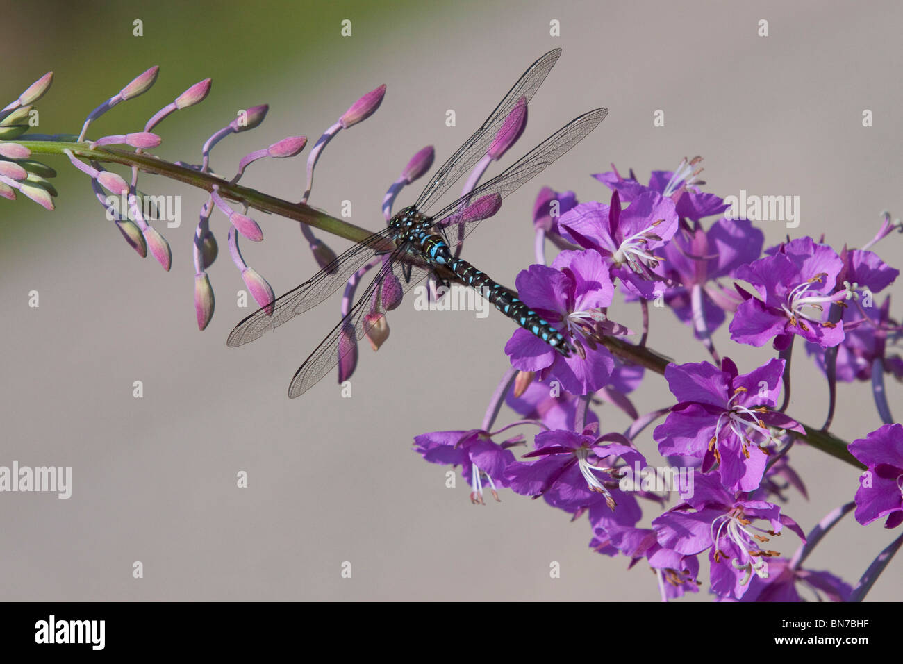 Alaska dragonfly on fireweed hi-res stock photography and images - Alamy
