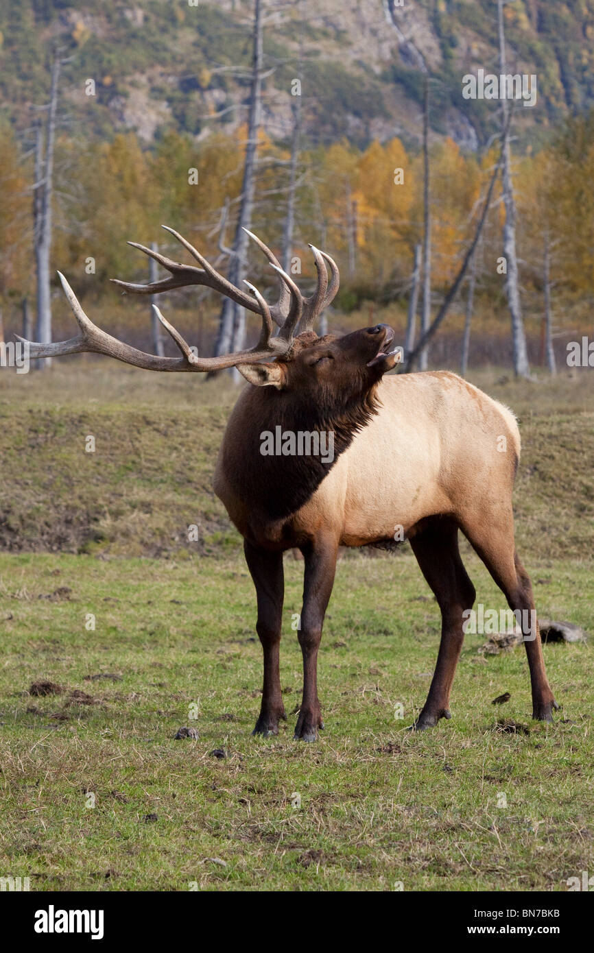 Bull elk bugle hi-res stock photography and images - Alamy