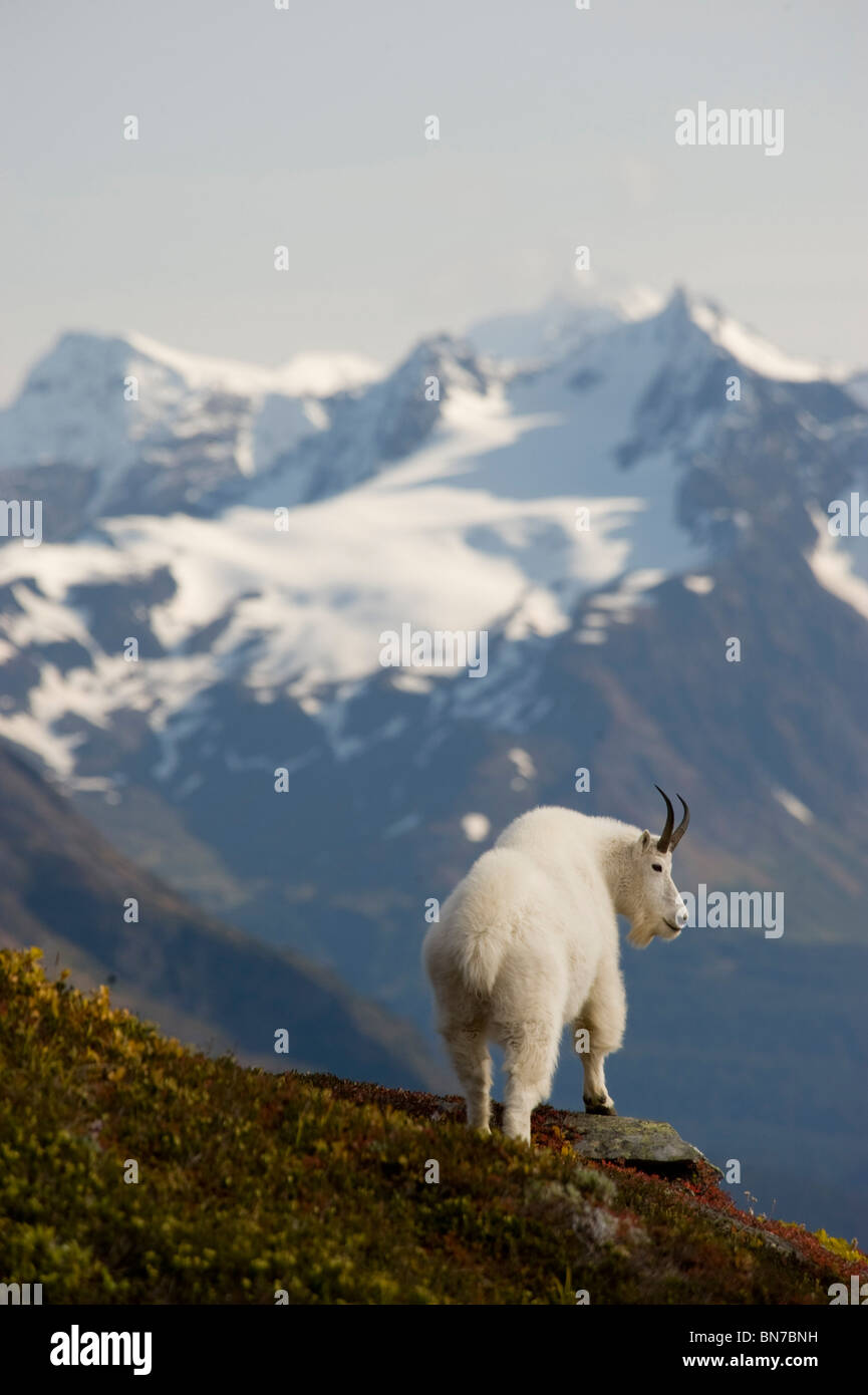 A Mountain Goat stands on a ridge with the scenic Kenai Mountains in ...