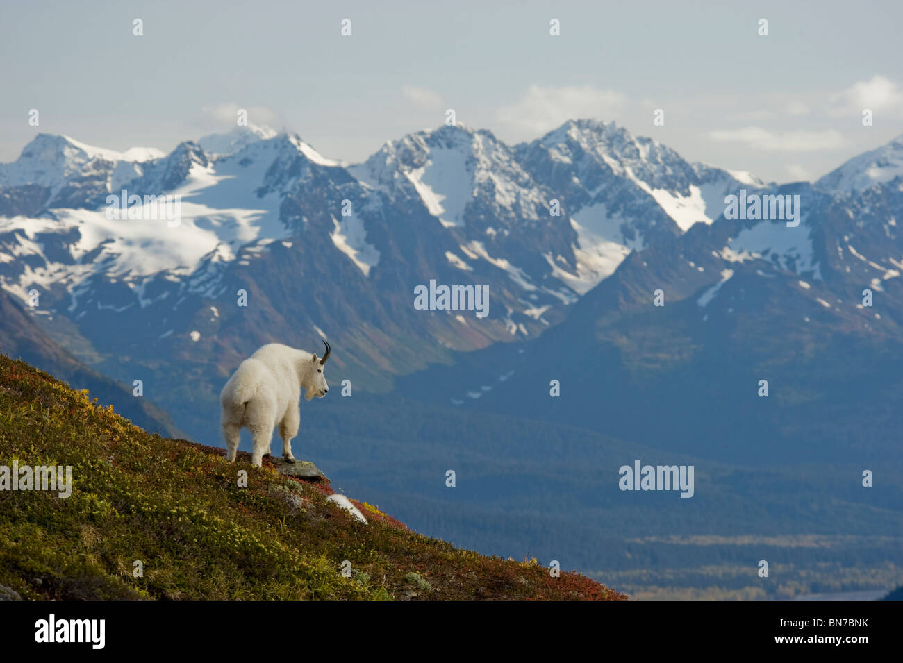 A Mountain Goat stands on a ridge with the scenic Kenai Mountains in ...