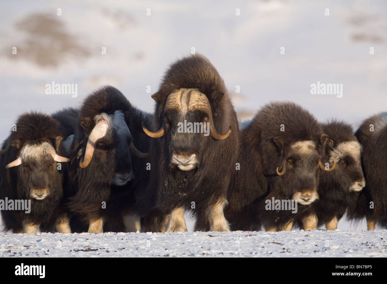Mature & young Musk-ox bulls with cows in a defensive lineup during ...