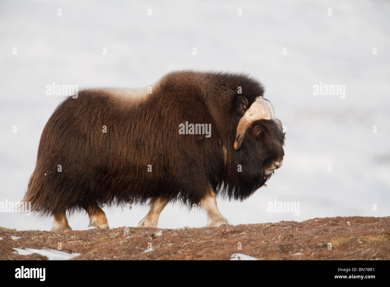 Large bull Musk-ox walking along a windswept ridge during Winter on the ...