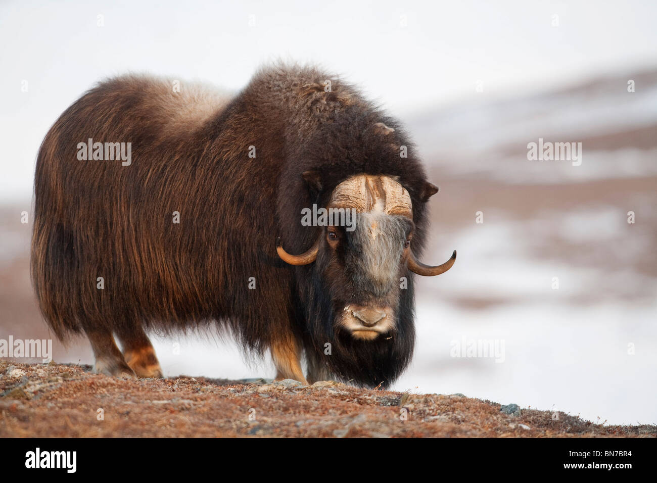 Large bull Musk-ox standing on a windswept ridge during Winter on the ...