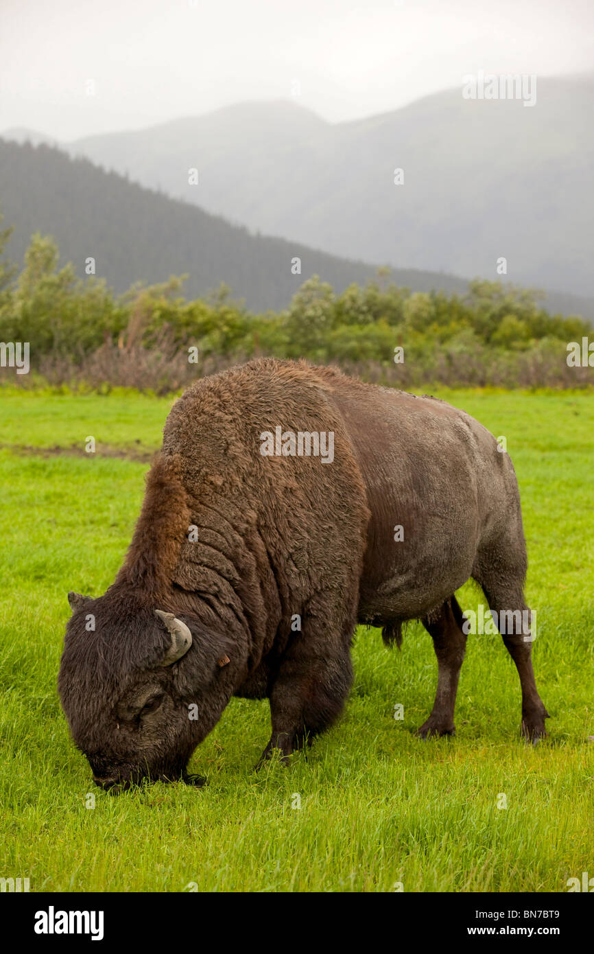 Wood bison alaska hi-res stock photography and images - Alamy