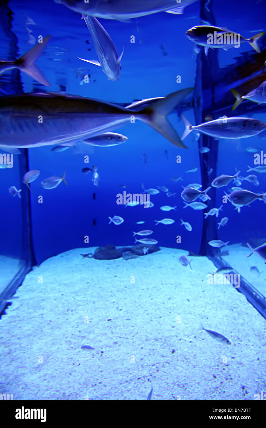Shoal of beautiful small blue aquarium fishes Stock Photo - Alamy