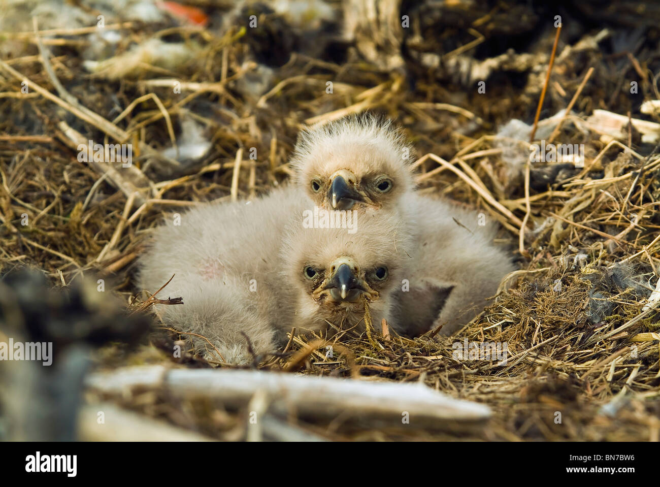 The eaglet hi-res stock photography and images - Alamy