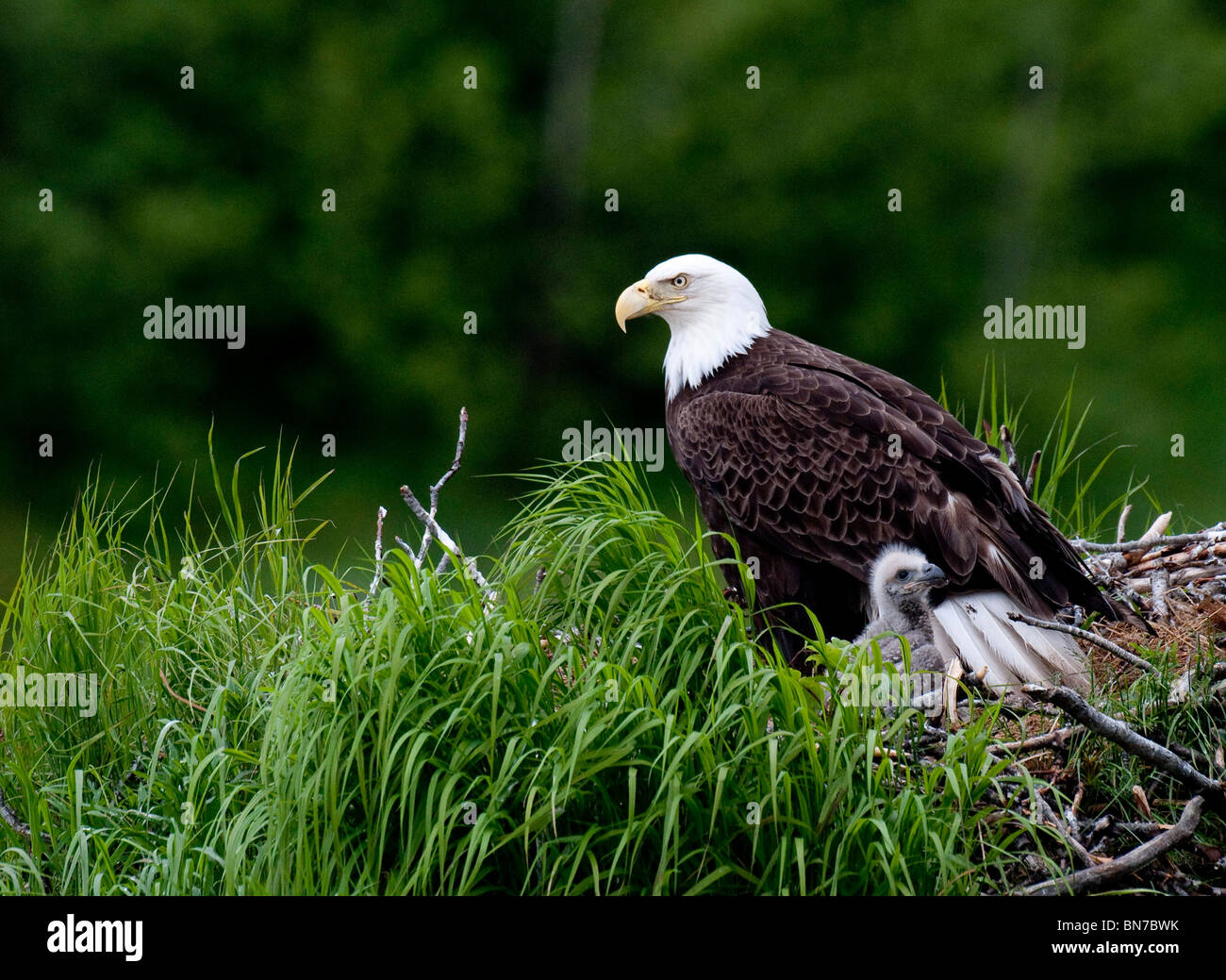 Female bald eagle hi-res stock photography and images - Alamy
