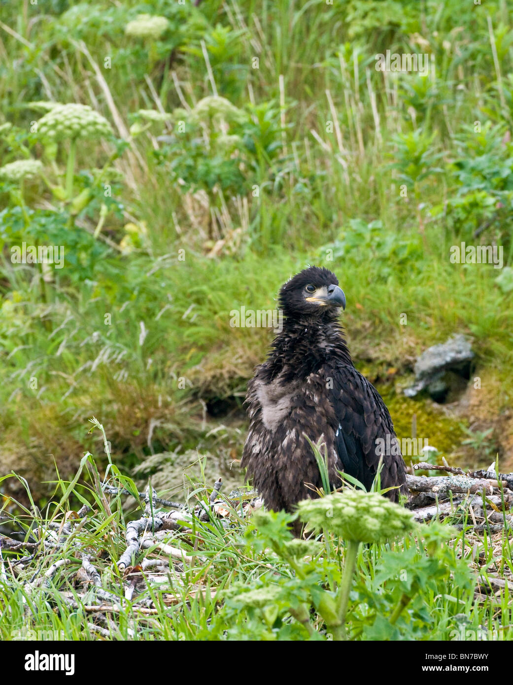Sad eagle hi-res stock photography and images - Alamy