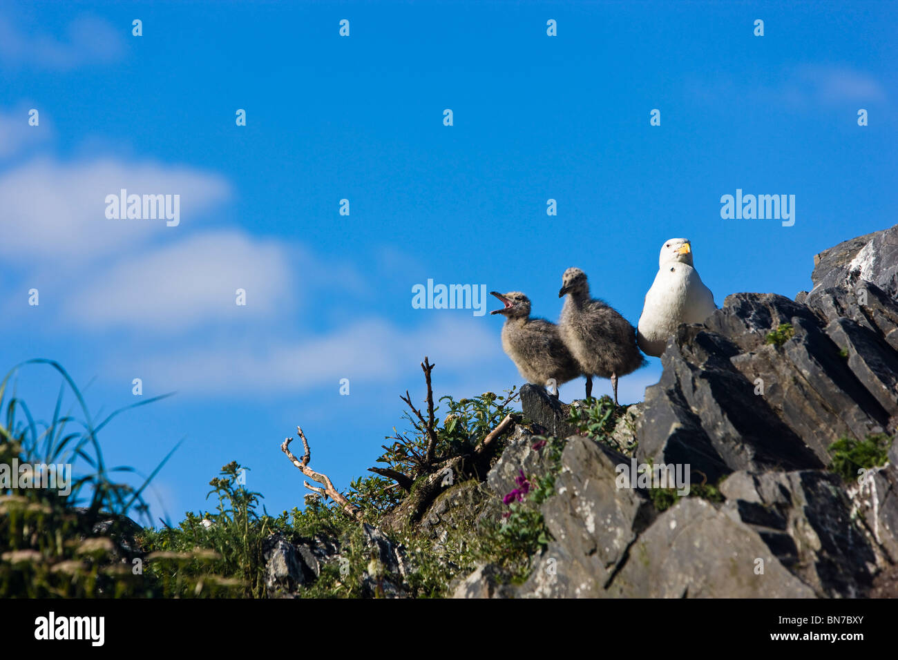 Adult Seagull with chicks at a gull rookery, Shoup Bay State Marine ...