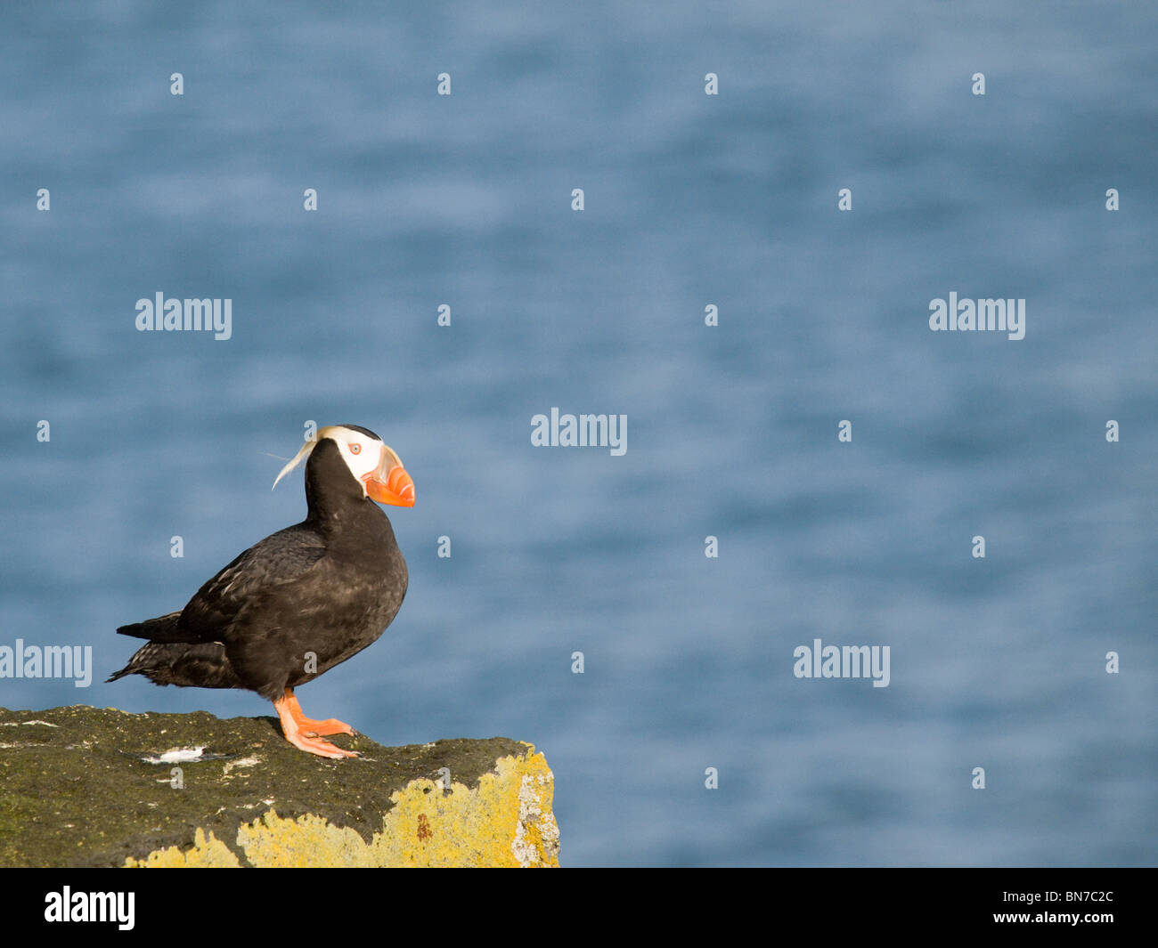 Puffin on the cliff hi-res stock photography and images - Alamy