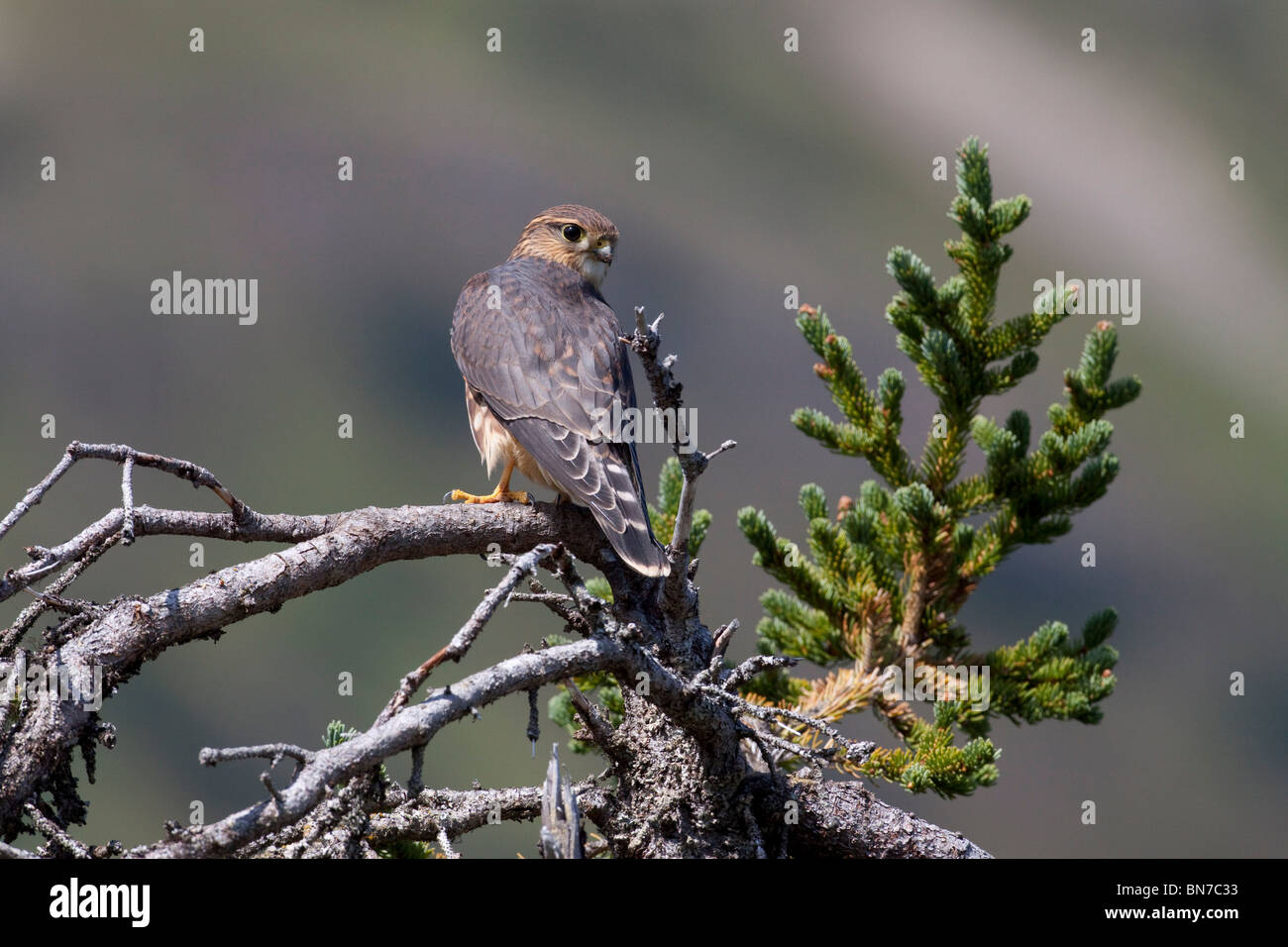 Pigeon Hawk (Merlin) sits on a tree branch in the Turnagain Pass area ...