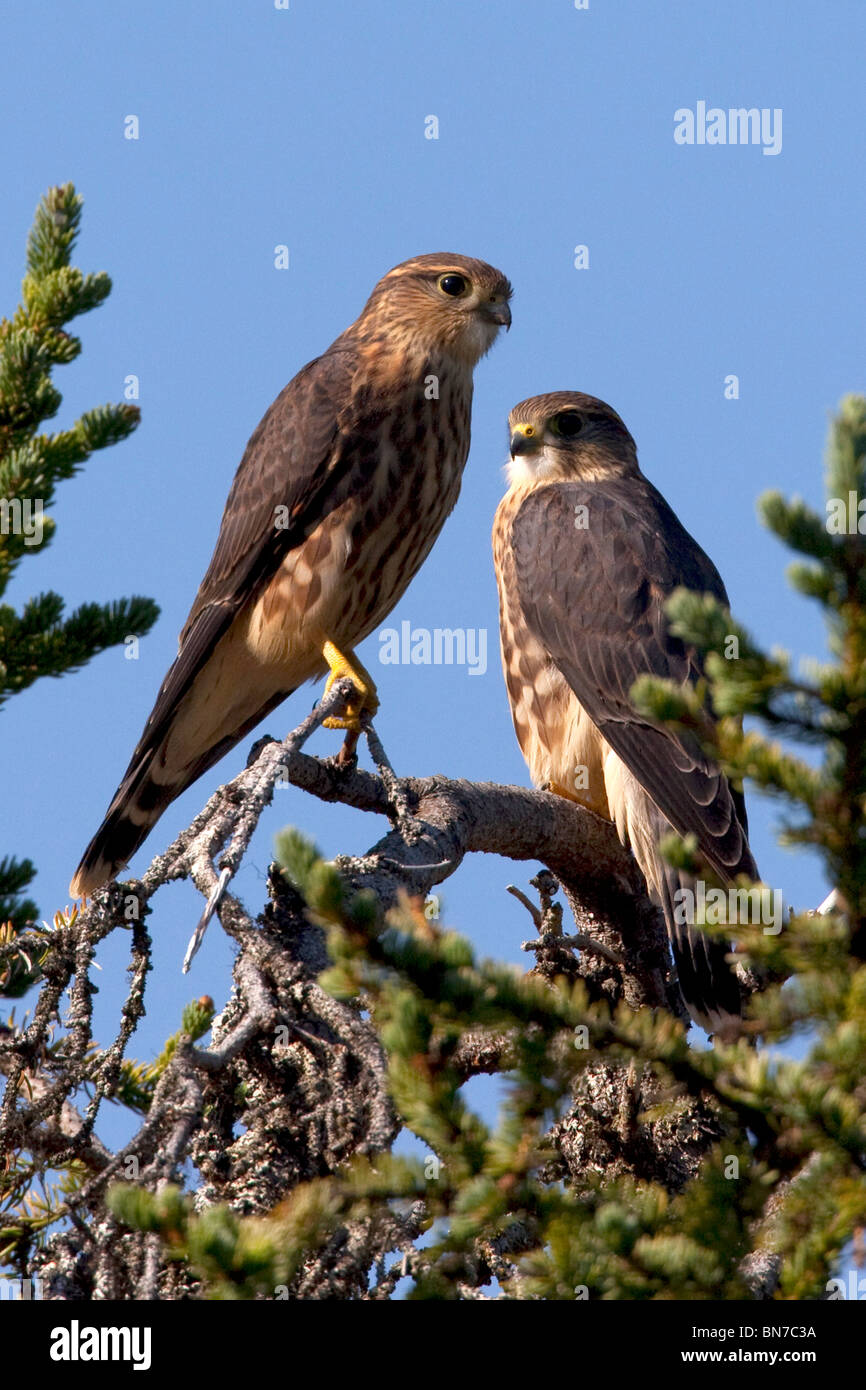 Merlin hawks hi-res stock photography and images - Alamy