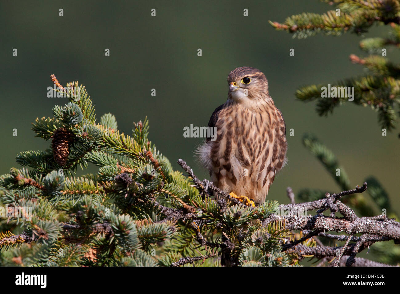 An immature Pigeon Hawk (Merlin) sits on a tree branch in the Turnagain ...