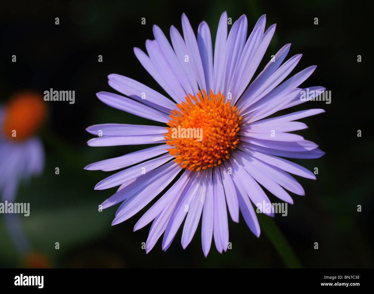 Violet aster flower close up Aster tongolensis Stock Photo - Alamy