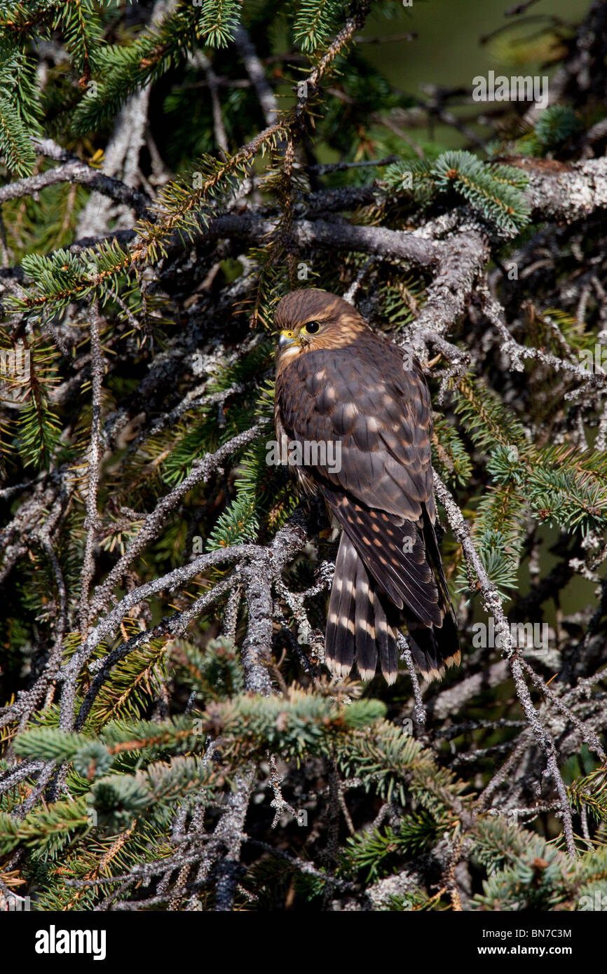 Pigeon Hawk (Merlin) sits in a Spruce tree in the Turnagain Pass area ...