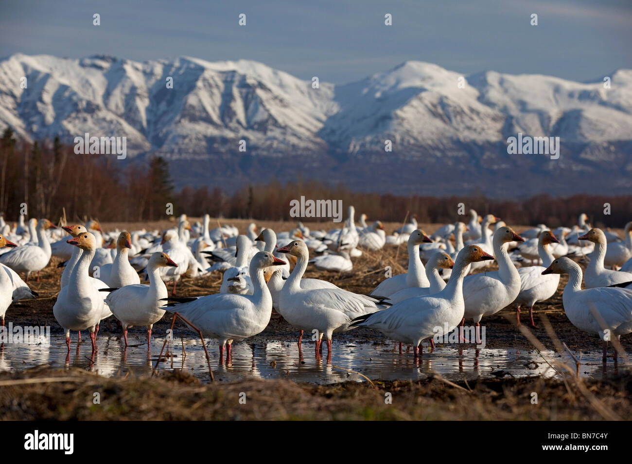 Flock of Snow Geese in the Matanuska Valley during their Spring ...
