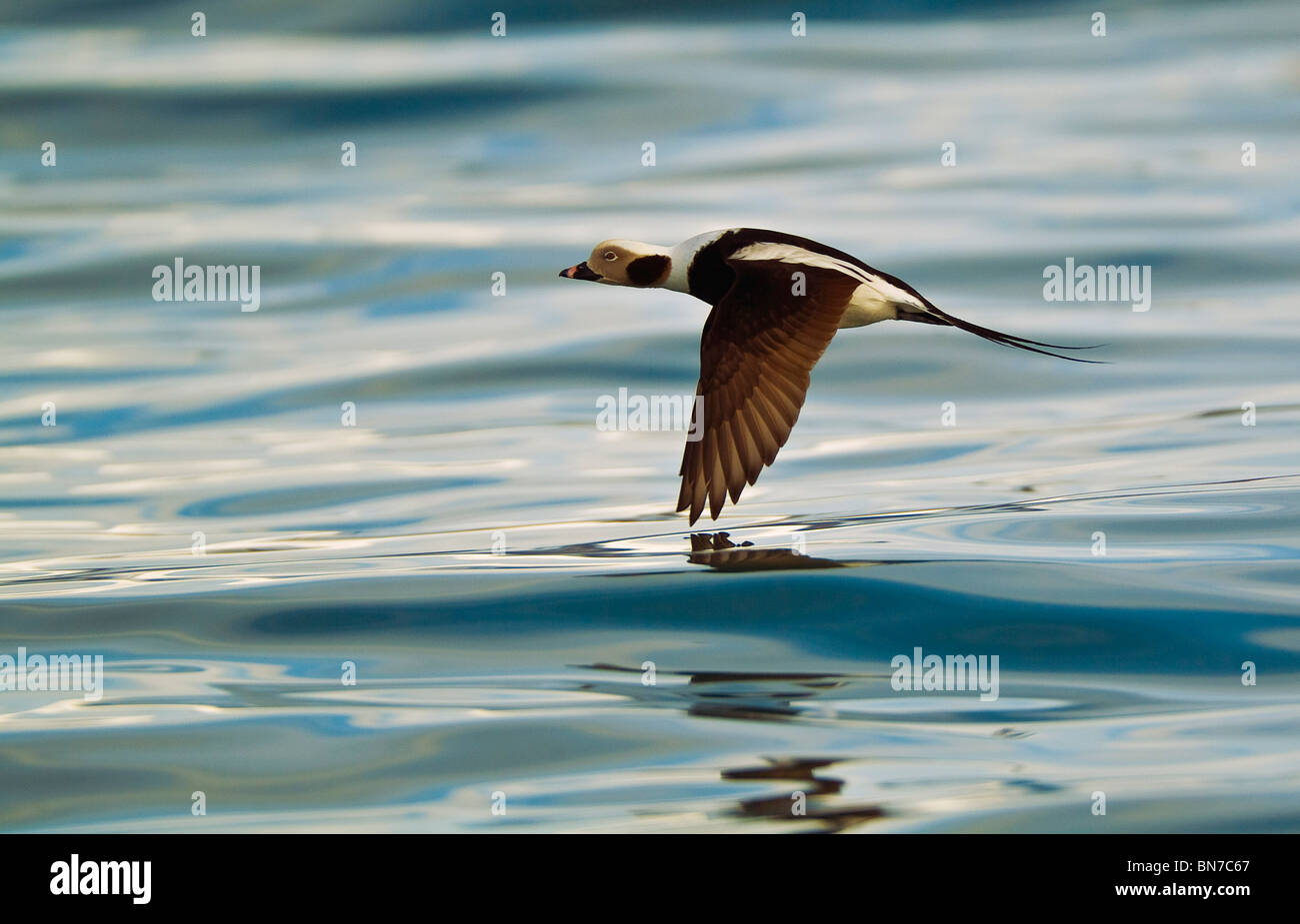 Bn7c67 hi-res stock photography and images - Alamy