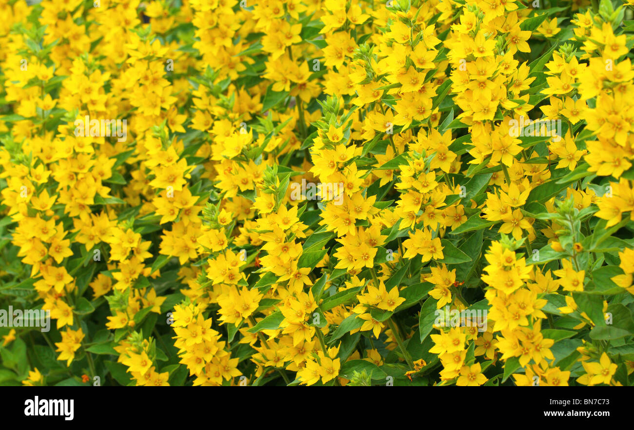 Spotted loosestrife yellow blossom close up Lysimachia punctata Stock ...