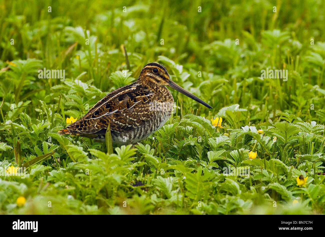 A adult Wilson's Snipe amongst wildflowers on Middleton Island, Alaska ...