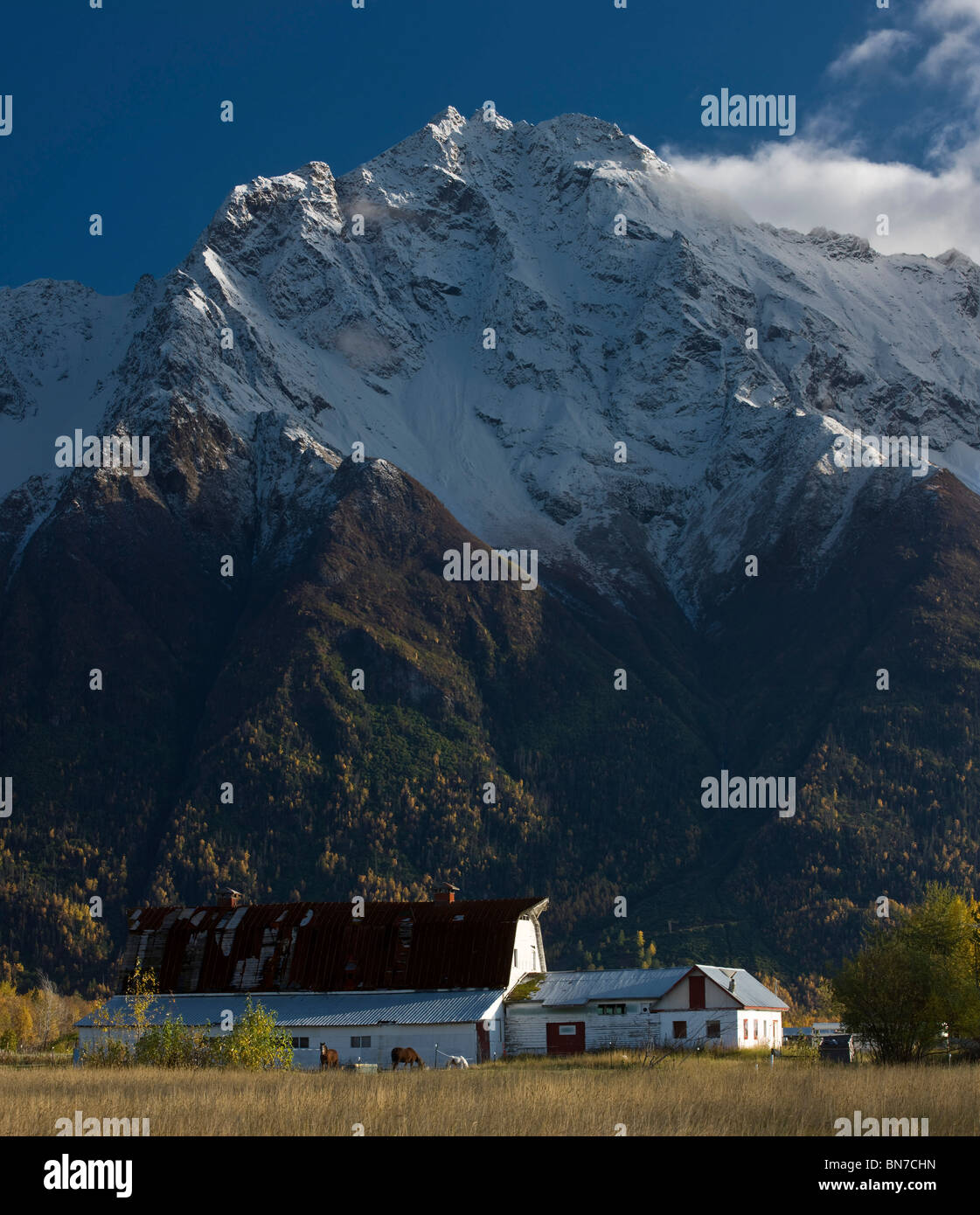 Barn and homestead in the Matanuska Valley with Pioneer Peak in the ...