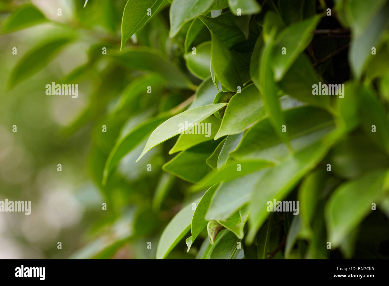 Large green bush bright hi-res stock photography and images - Alamy