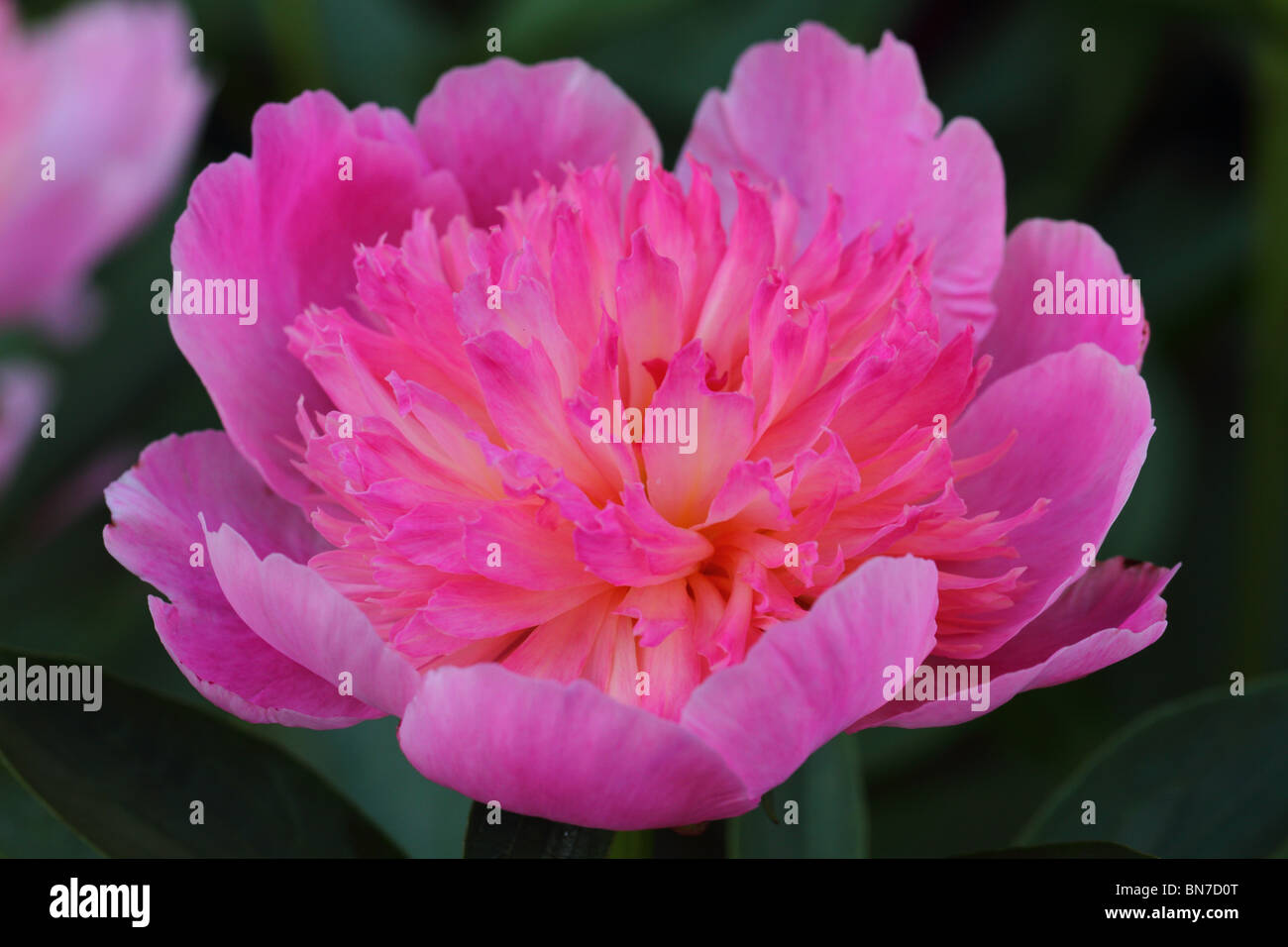 Pink peony flower close up Peonia Stock Photo - Alamy