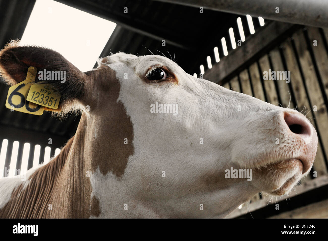 Cattle building barn hi-res stock photography and images - Alamy