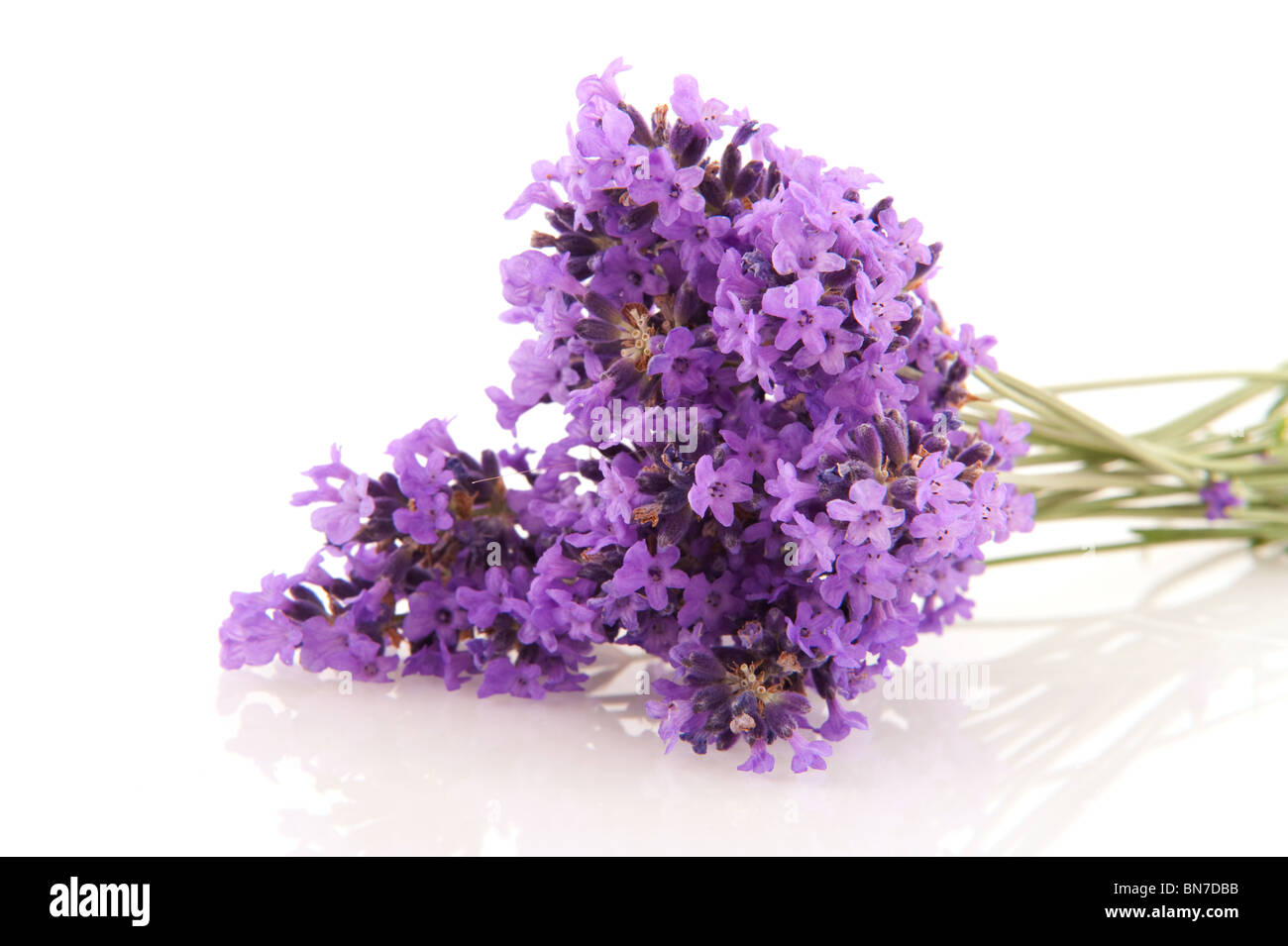 Bouquet of Lavender sprigs isolated over white Stock Photo - Alamy