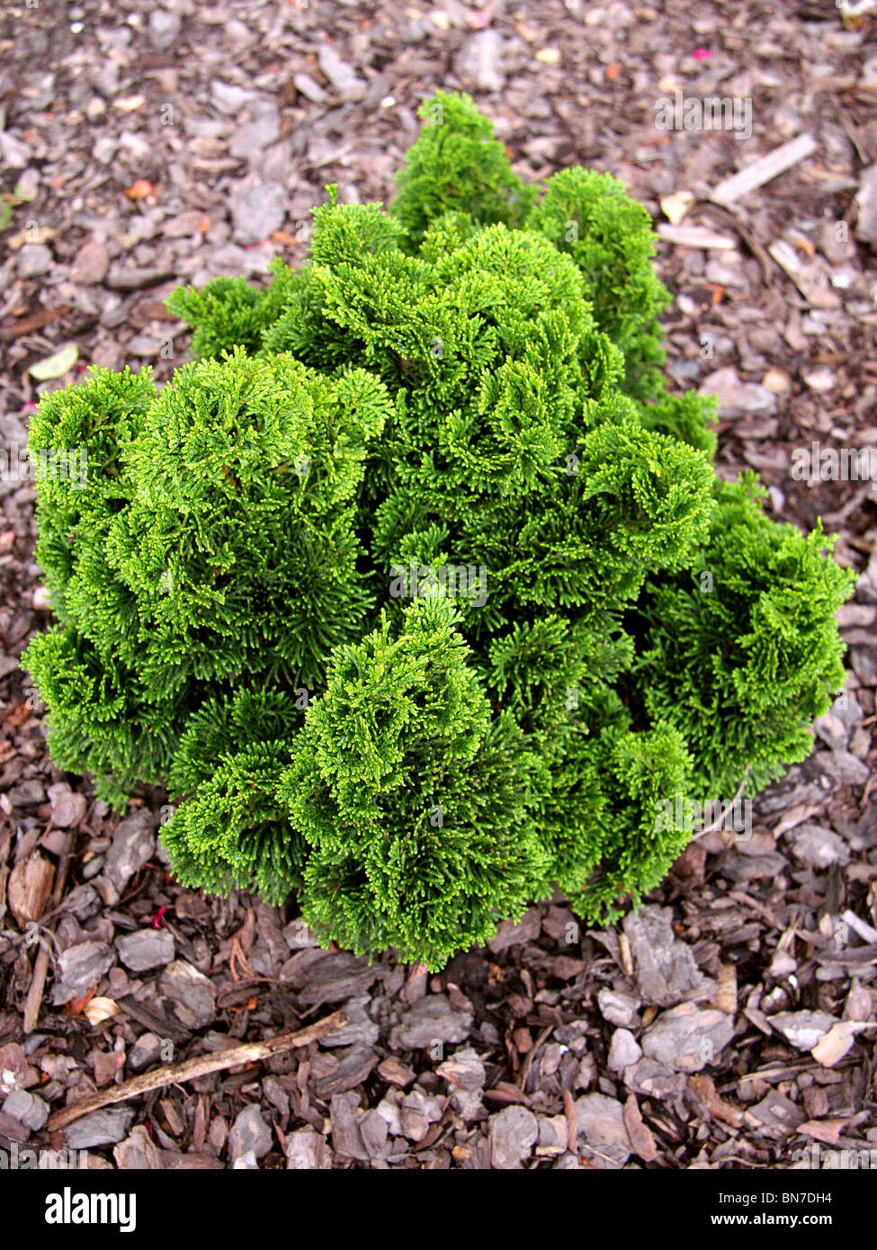 Small green thuya tree Stock Photo - Alamy