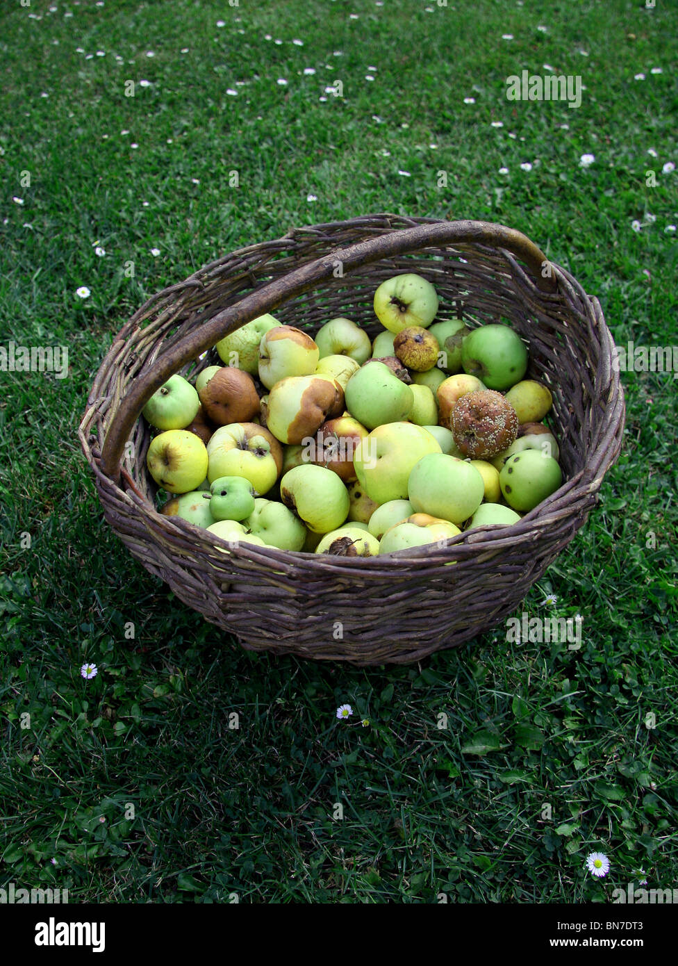 Basket of apples on green meadow Stock Photo - Alamy