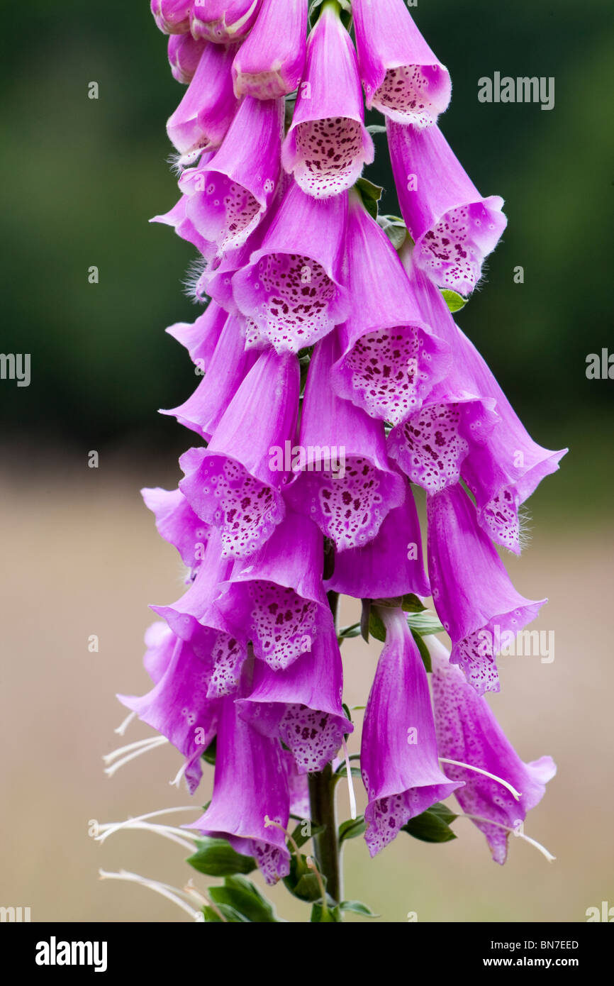 Foxglove Digitalis purpurea, Norfolk, UK, summer Stock Photo - Alamy