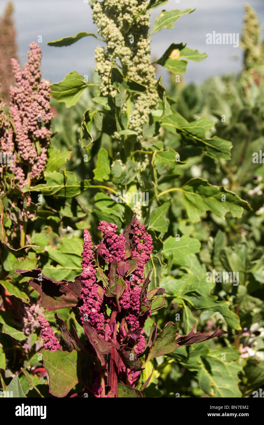 Quinoa plant hi-res stock photography and images - Alamy