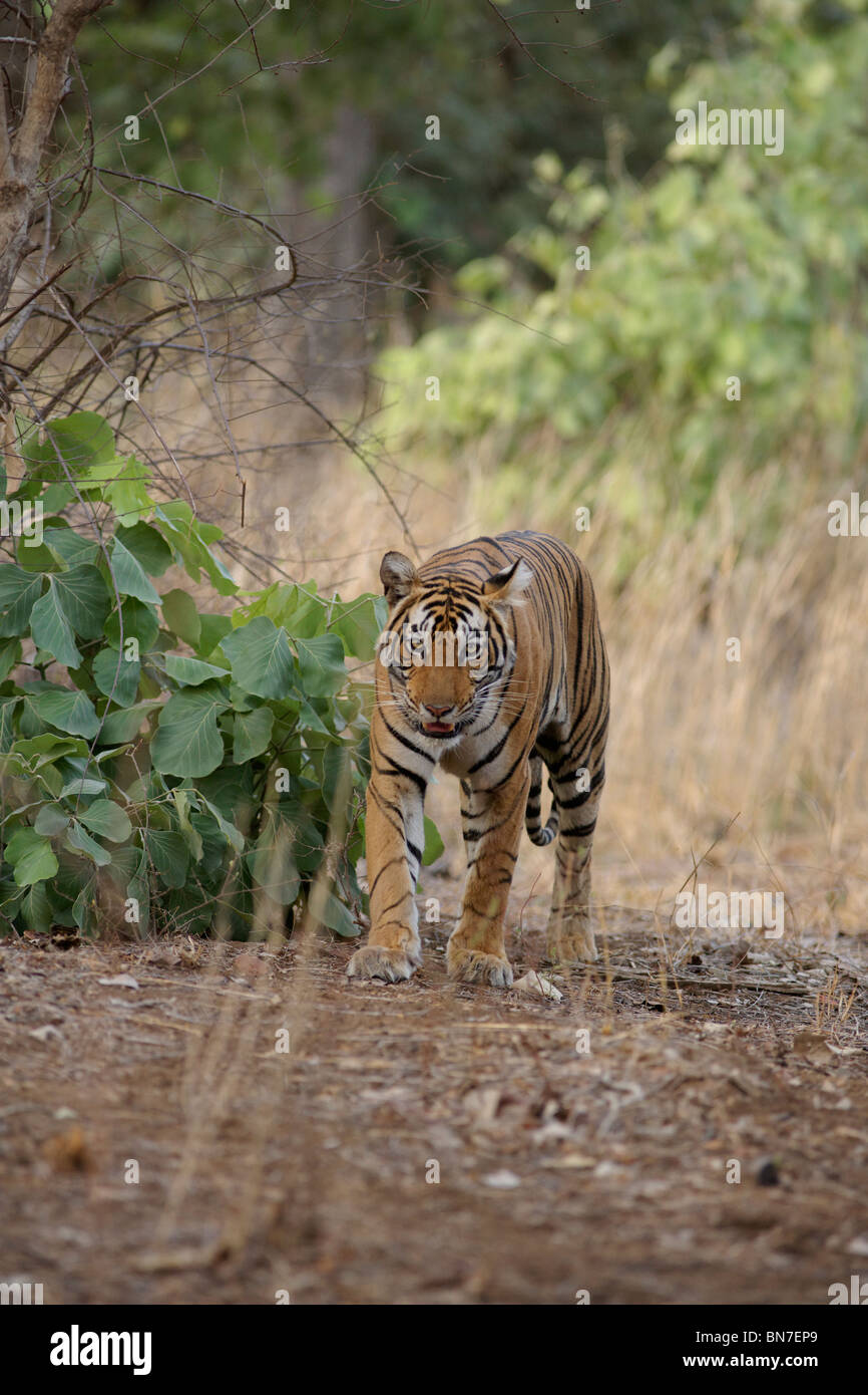 A Bengal Tiger staring and looking at the camera at Ranthambore Tiger ...