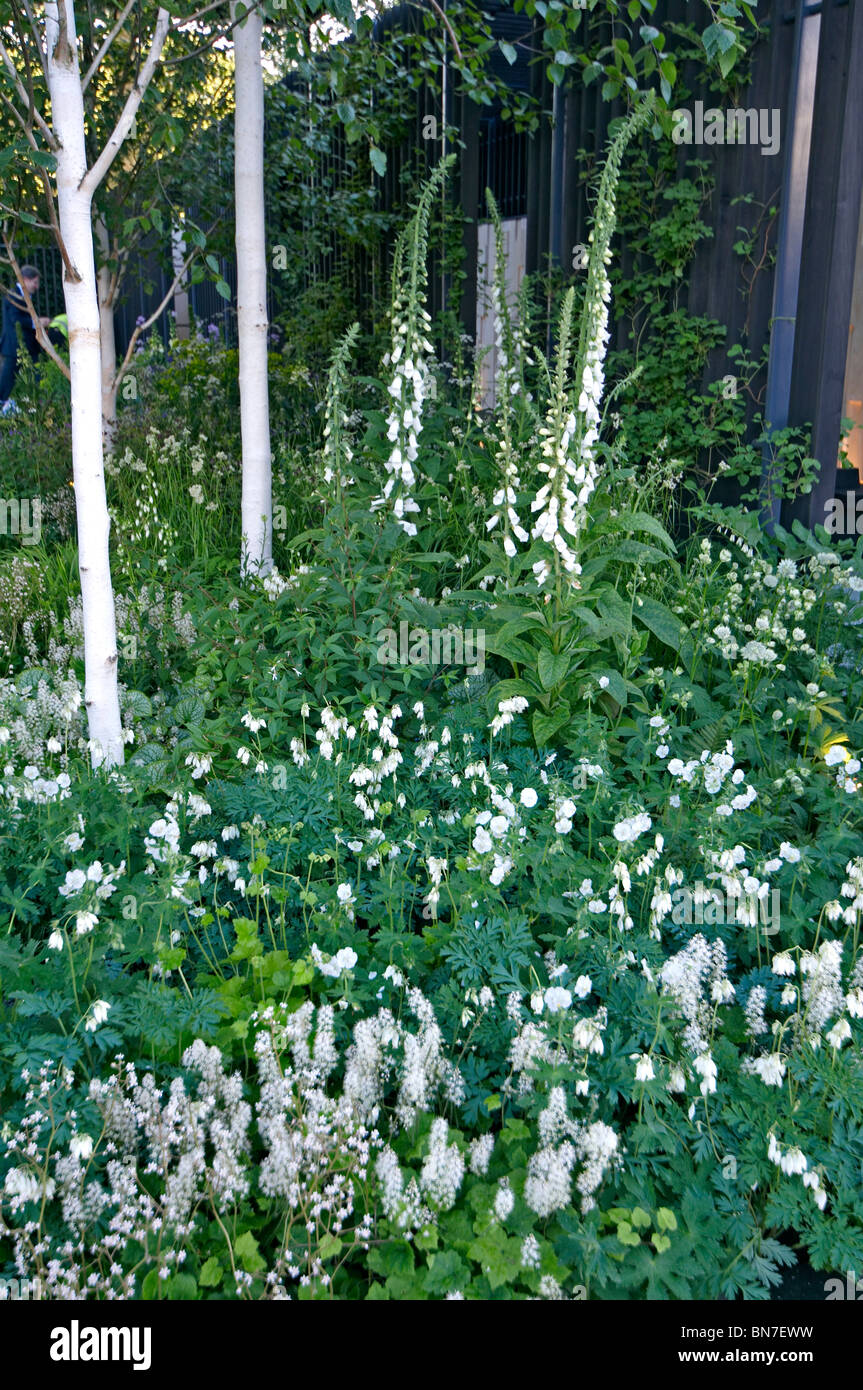 A cool white garden border with birch trees and Foxgloves Stock Photo ...