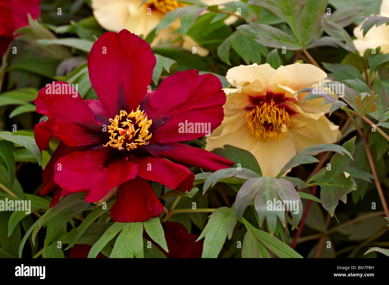 Tree Peony 'Black Pirate' in flower Stock Photo - Alamy