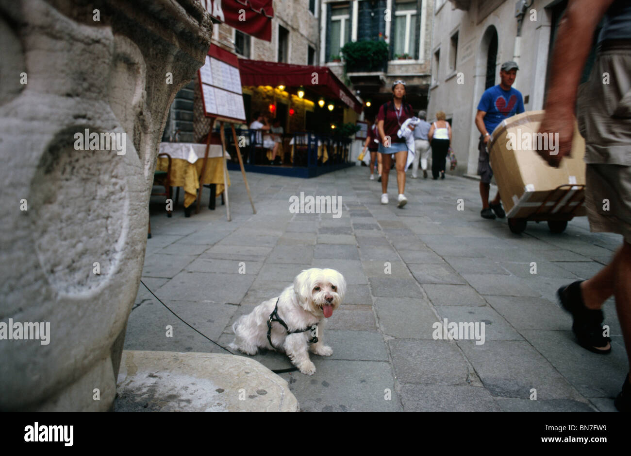 Italy. Venice. July 2008. A dog watches passersby Stock Photo - Alamy