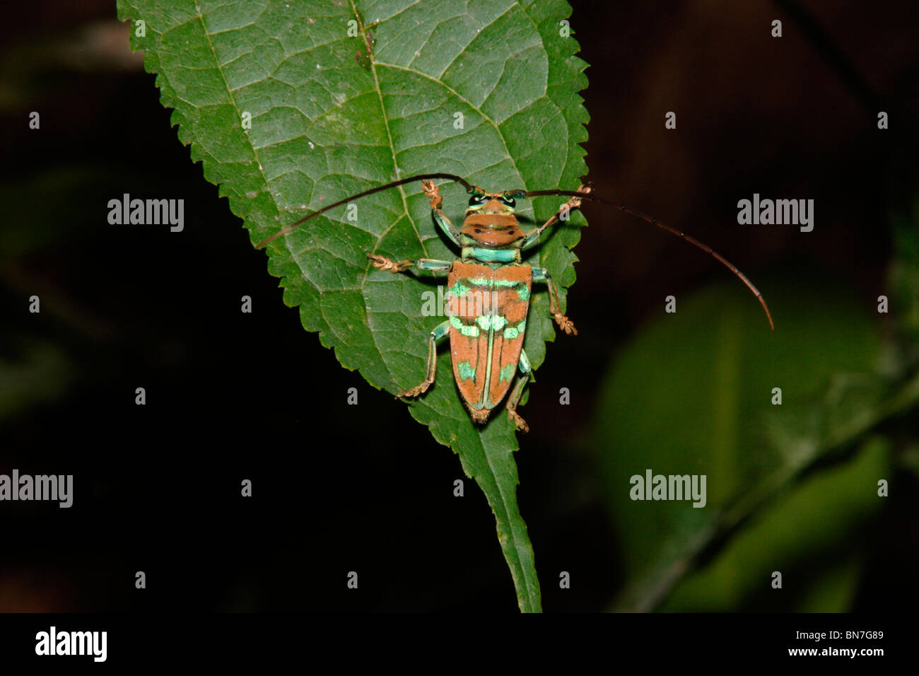 Bright coloured beetle hi-res stock photography and images - Alamy