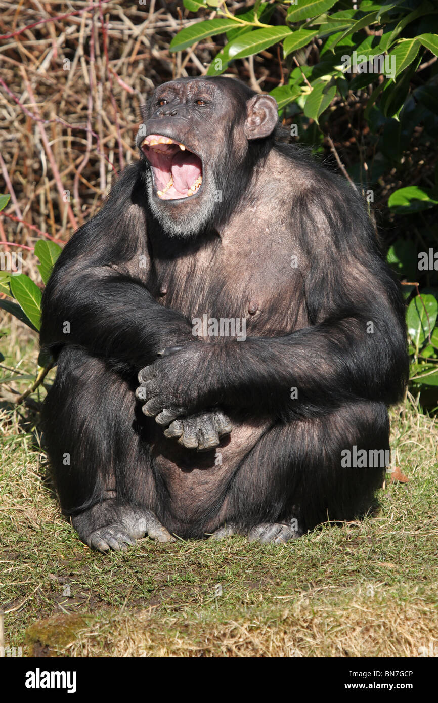 Laughing chimpanzee hi-res stock photography and images - Alamy