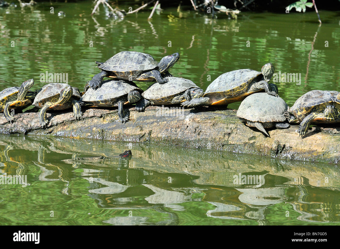 Turtles on log Stock Photo - Alamy