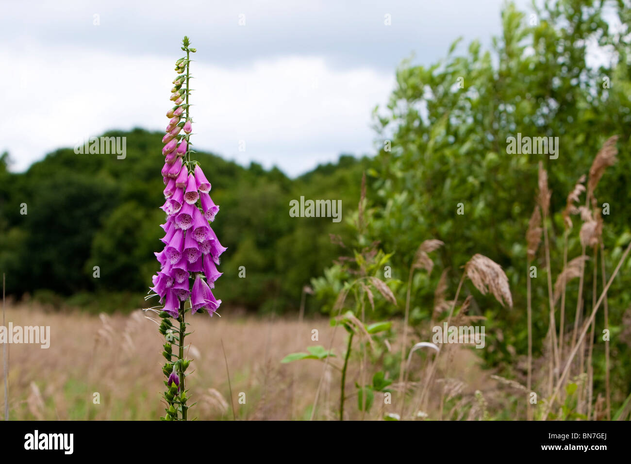 Foxglove Digitalis purpurea, Norfolk, UK, summer Stock Photo - Alamy