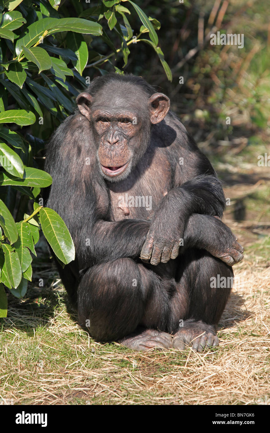 Chimpanzee (Pan troglodytes Stock Photo - Alamy