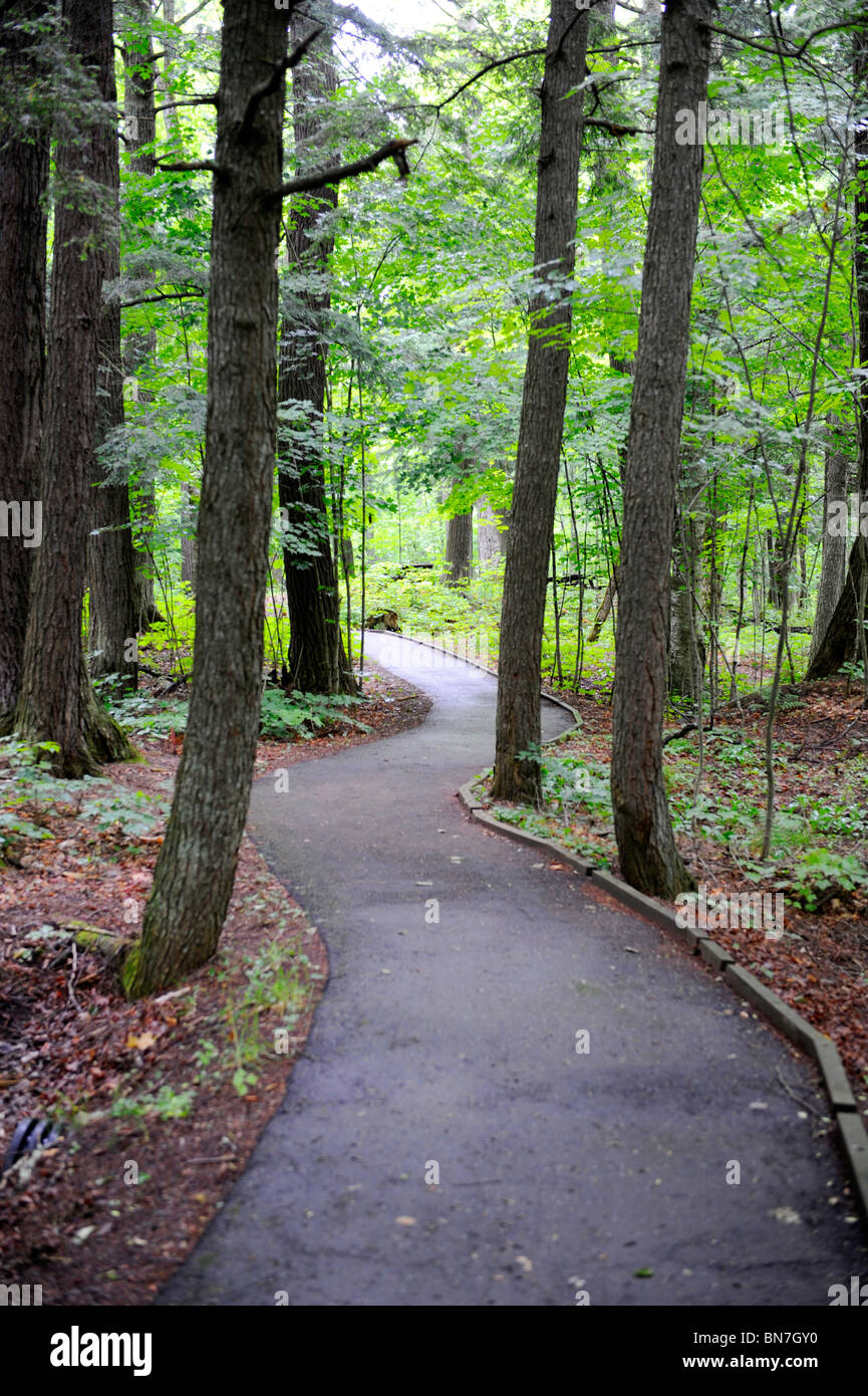 Walking Path in Ottawa National Forest Upper Peninsula Michigan Gogebic ...