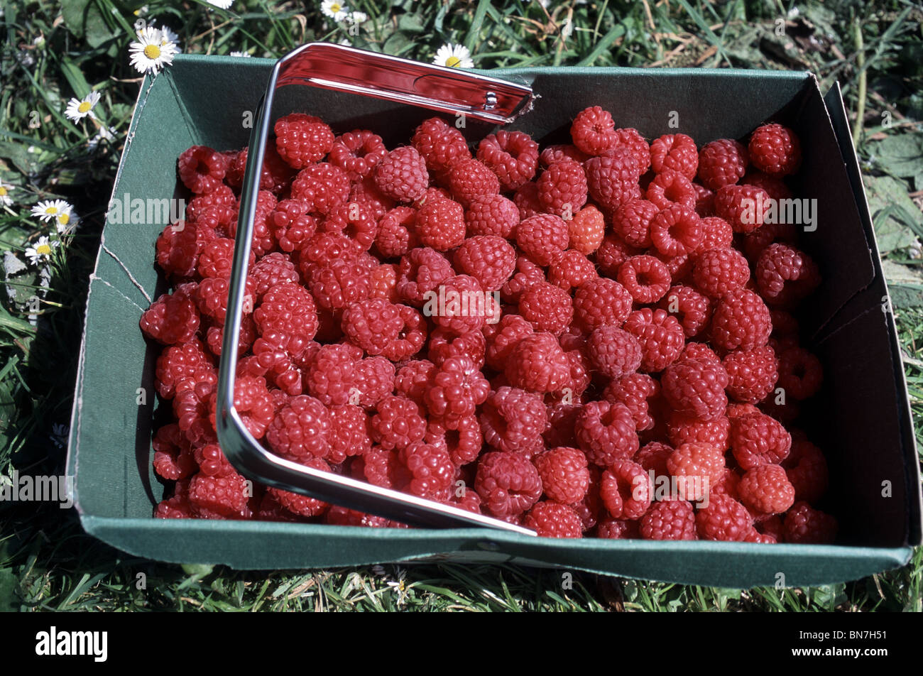 A Punnet of freshly picked Raspberries Stock Photo - Alamy