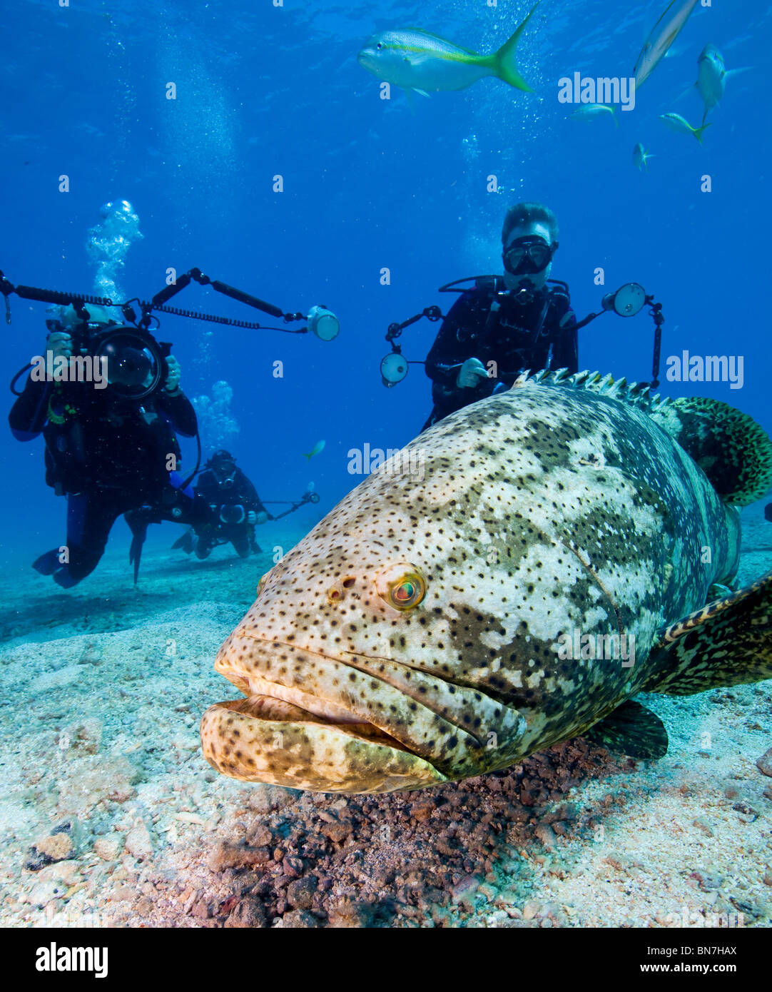 Underwater photographers with Goliath grouper (Epinephelus itajara ...
